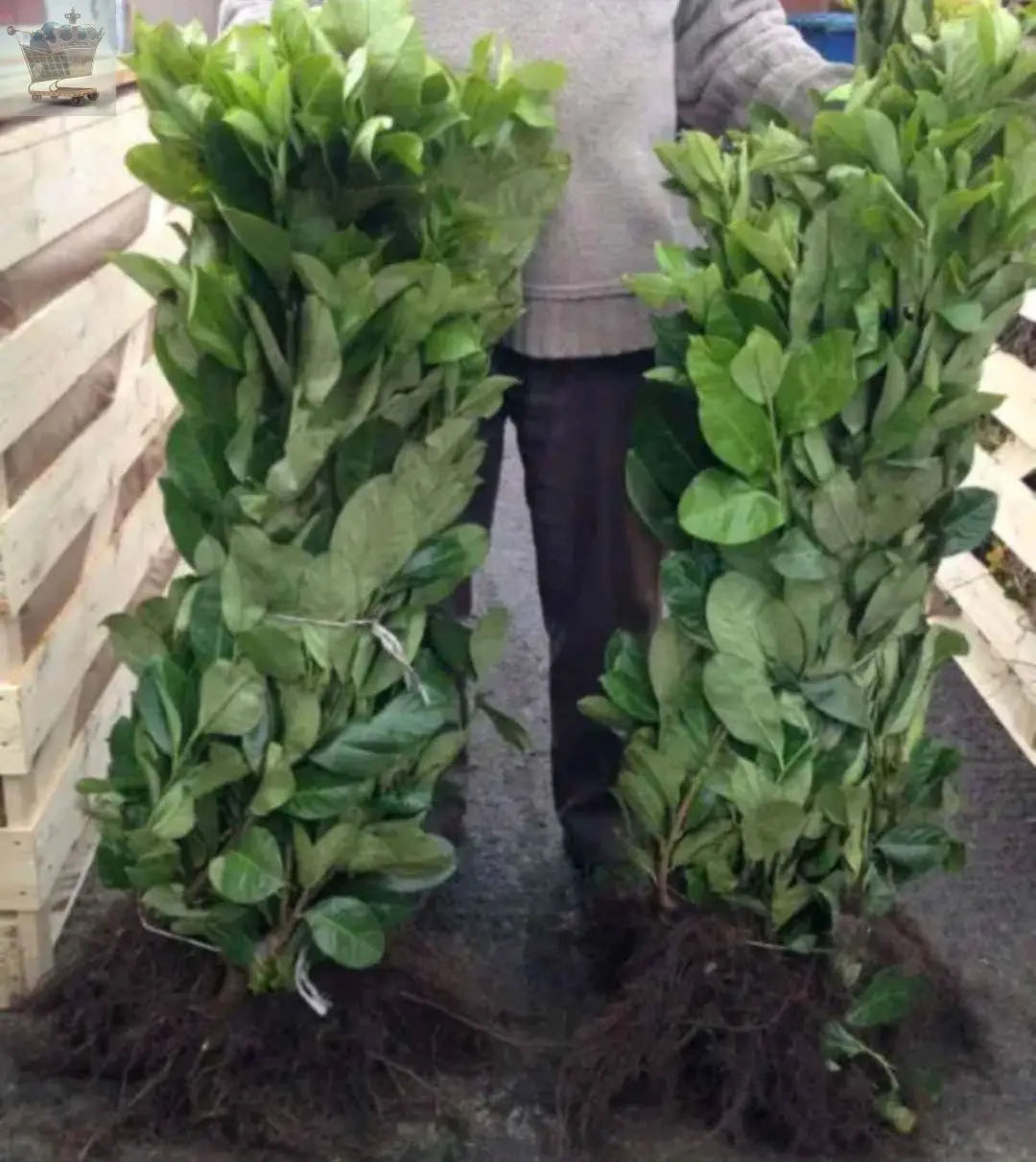 Hedging Plants - Royalcart