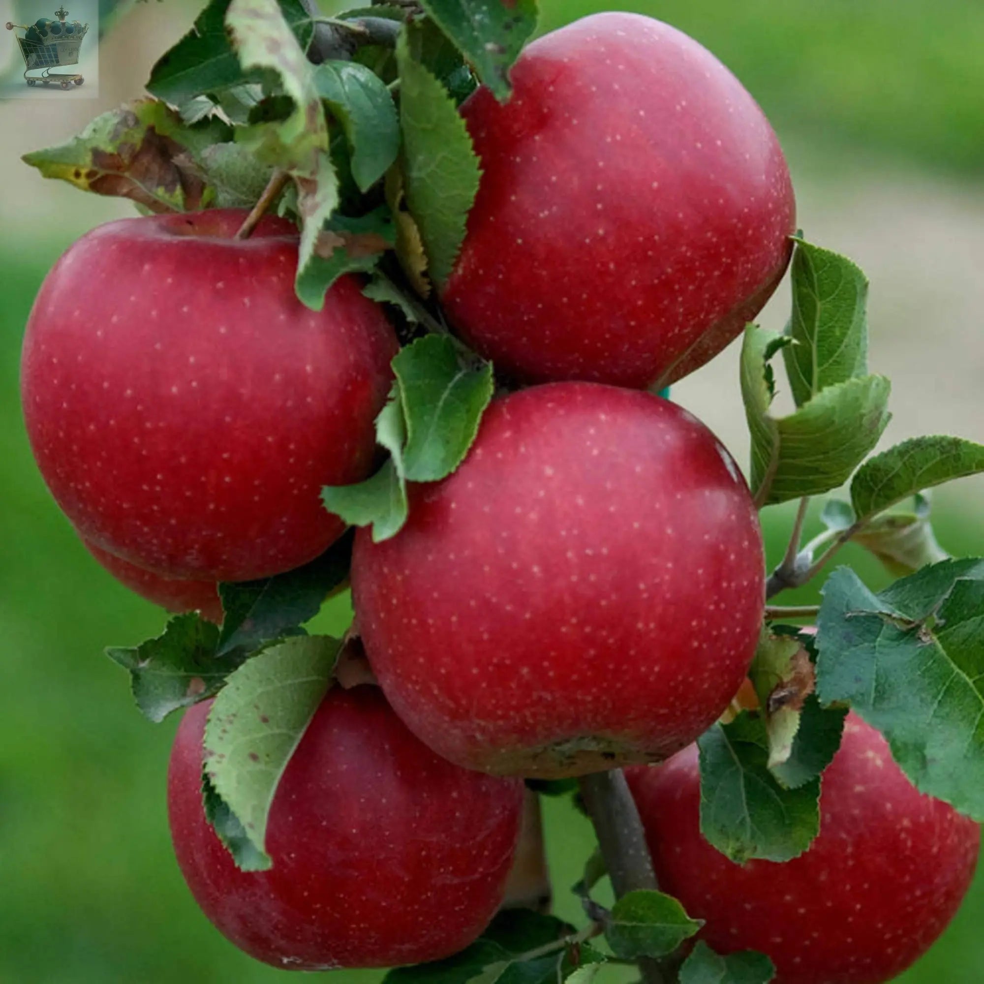 2-3ft 'Jonagold' Apple Tree - Royalcart